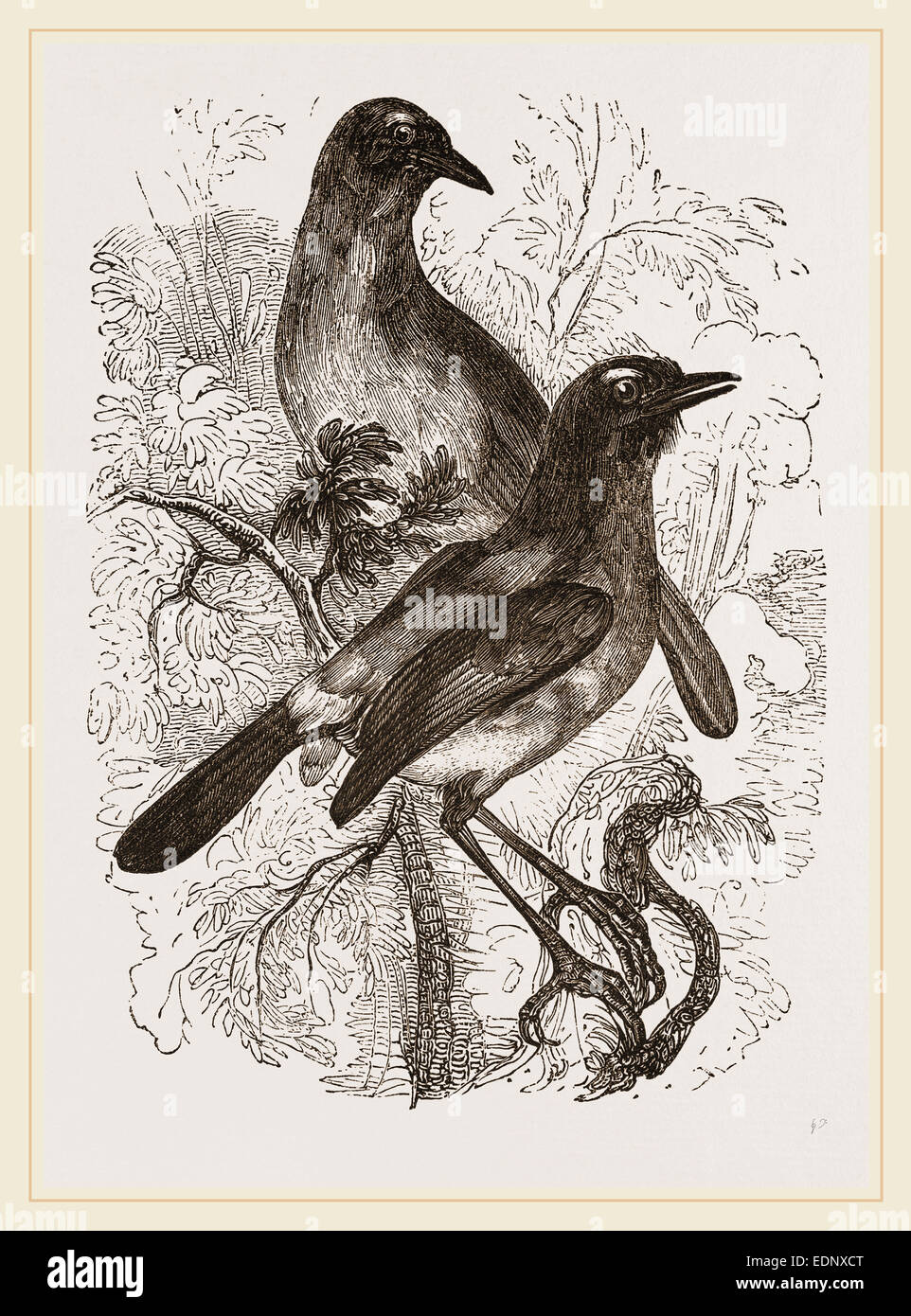 Wings short hi-res stock photography and images - Alamy