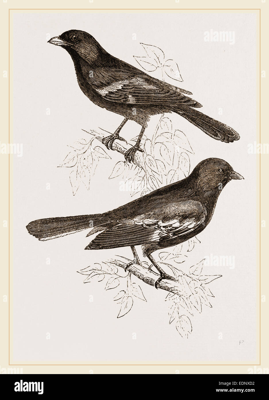 Titmice hi-res stock photography and images - Alamy