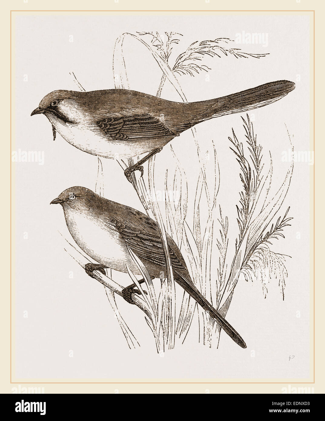 Bearded titmice hi-res stock photography and images - Alamy