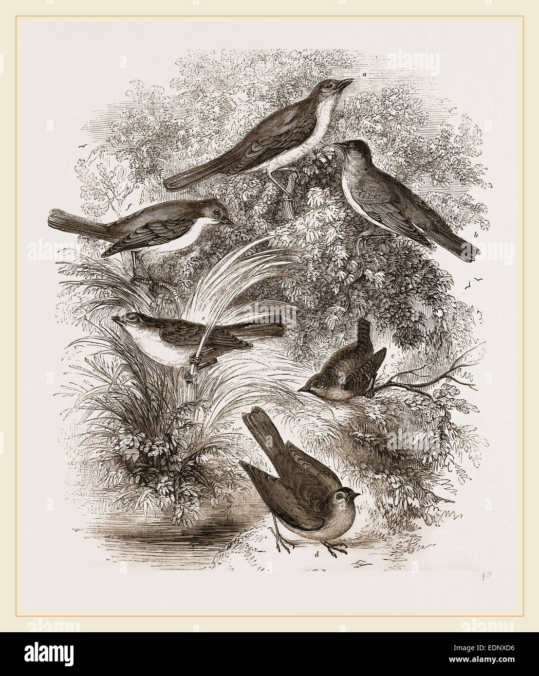 Group o' British Warblers Stock Photo - Alamy