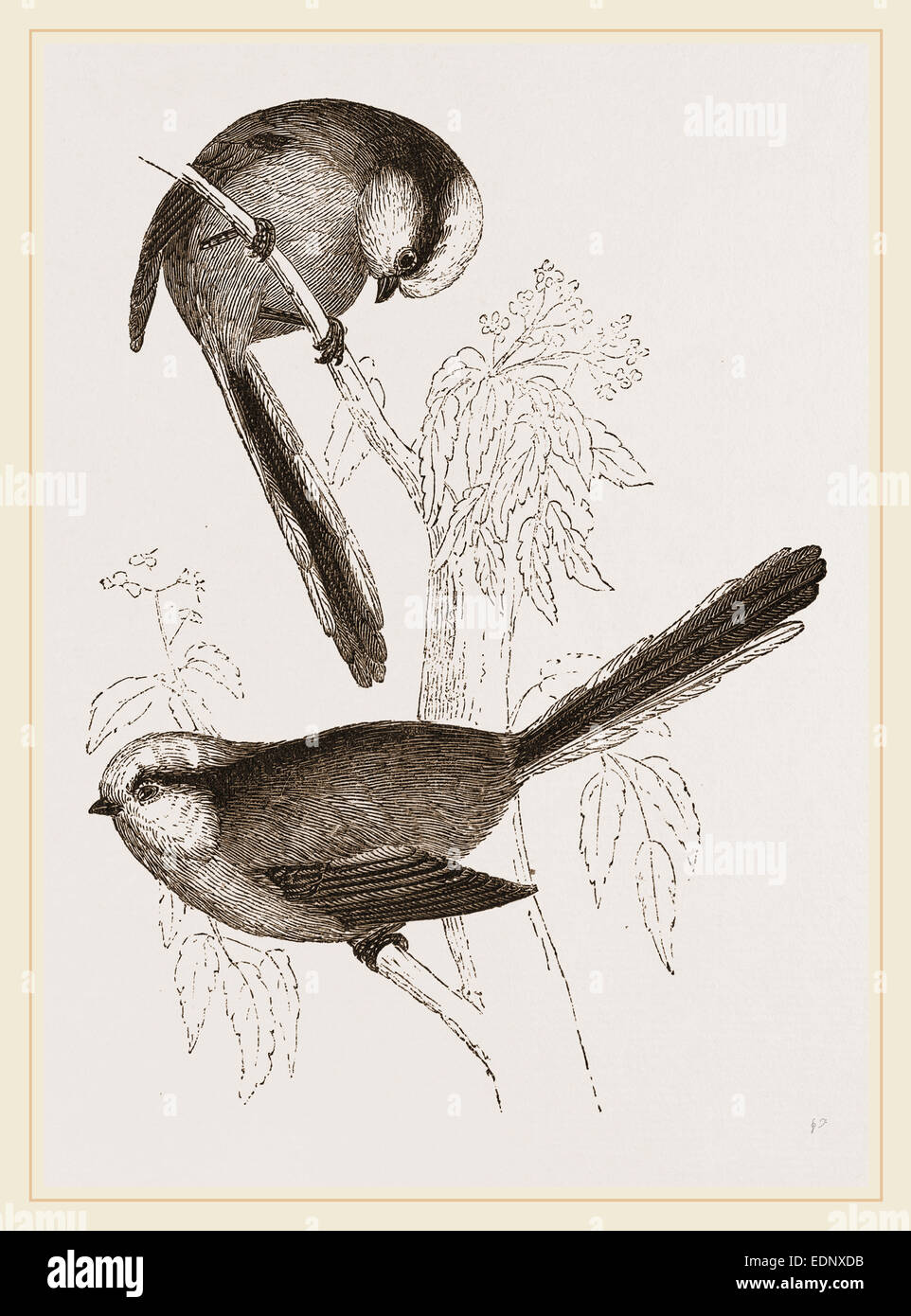 Titmice hi-res stock photography and images - Alamy