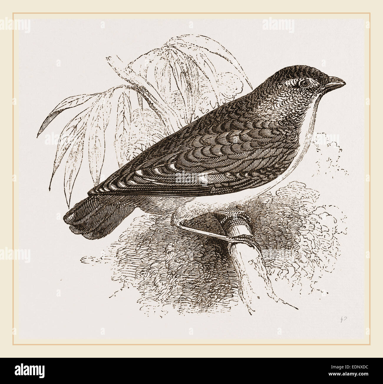 Diamond bird hi-res stock photography and images - Alamy