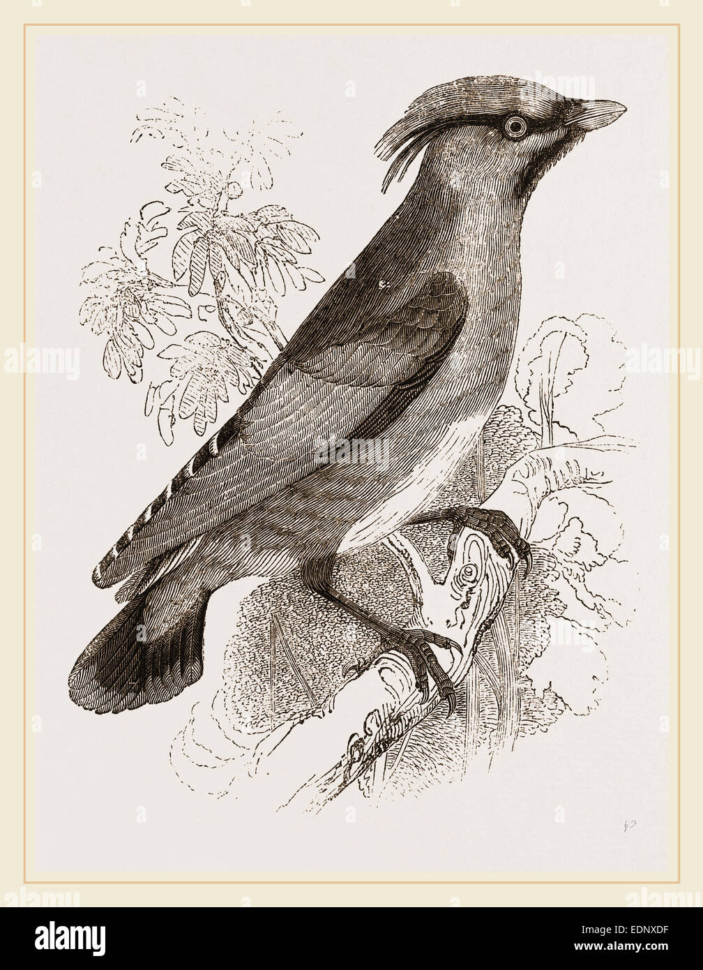 Chatterer hi-res stock photography and images - Alamy