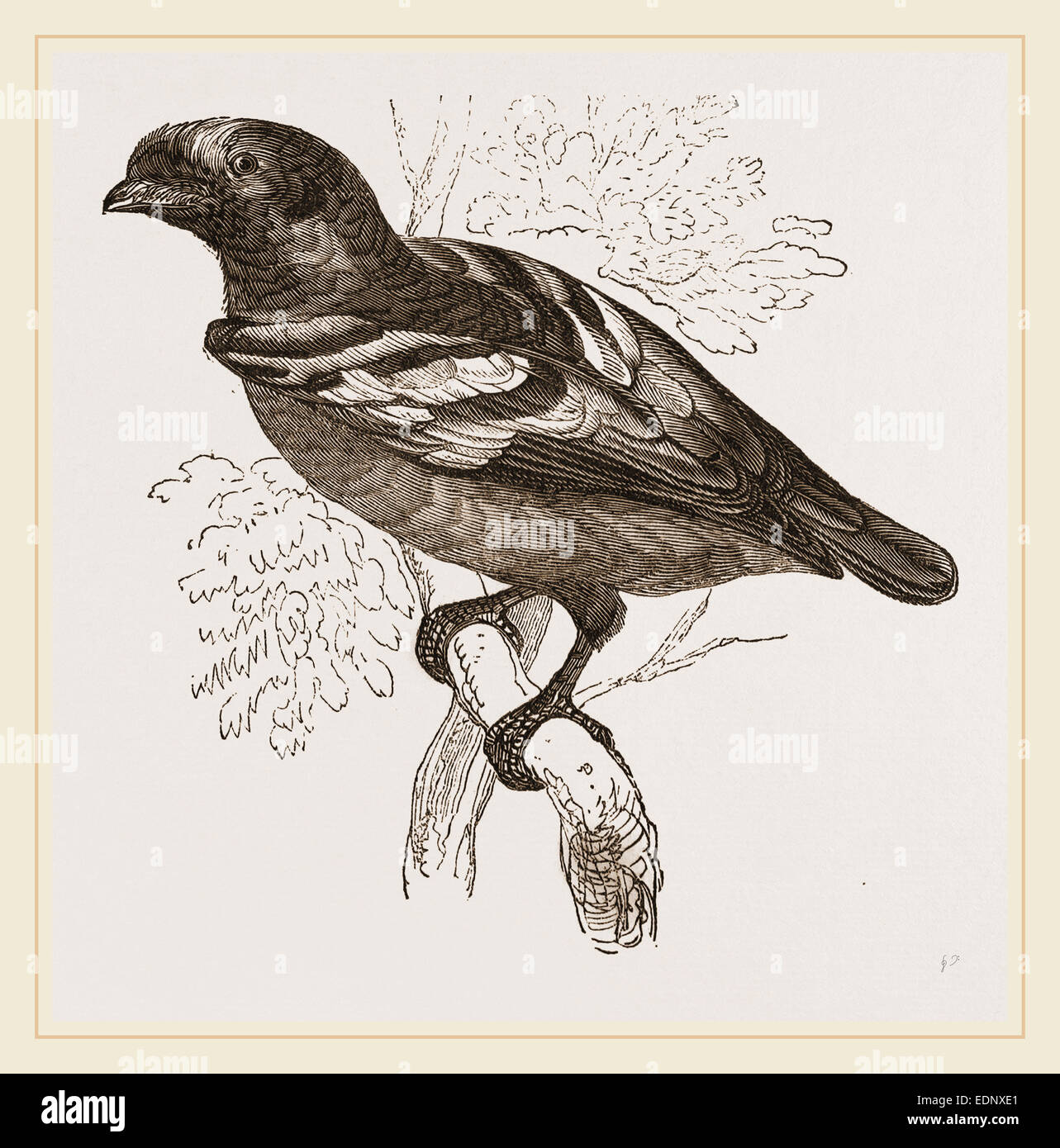 Green calyptomena hi-res stock photography and images - Alamy