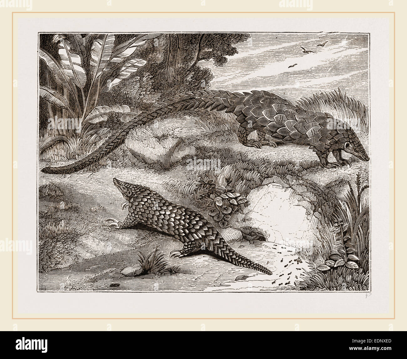 Short tailed Manis and Long-tailed Manis Stock Photo - Alamy