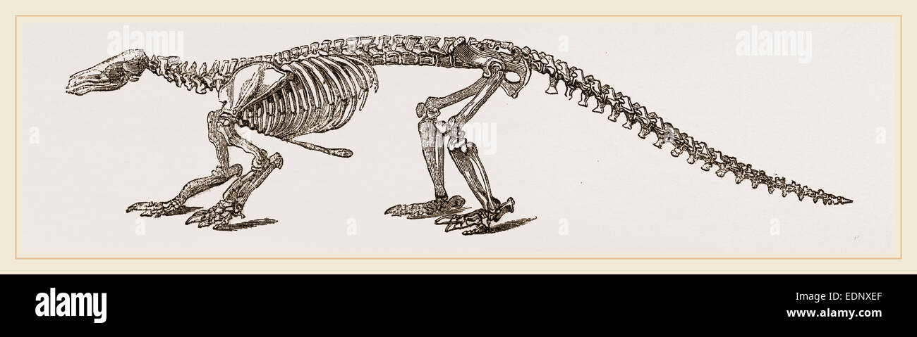 Skeleton of Short-tailed Manis Stock Photo - Alamy