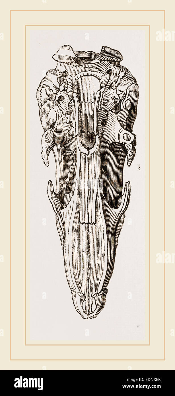 Short tailed manis hi-res stock photography and images - Alamy