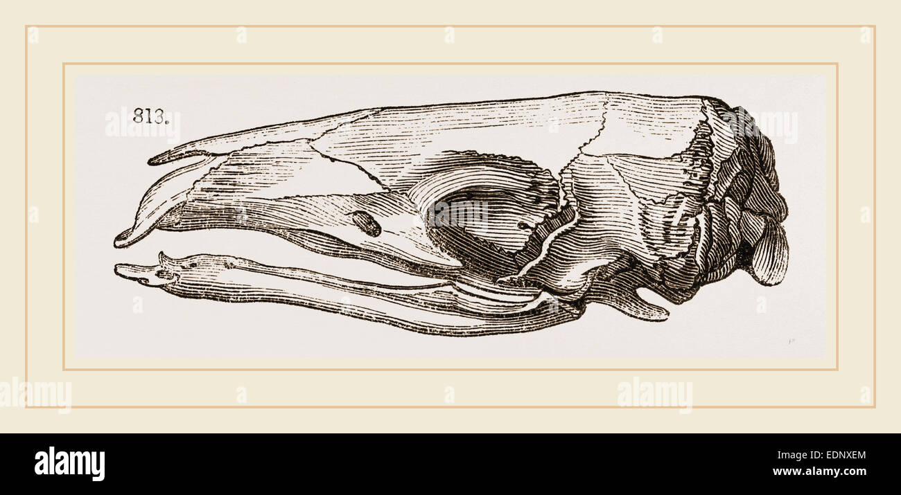 Short tailed manis hi-res stock photography and images - Alamy