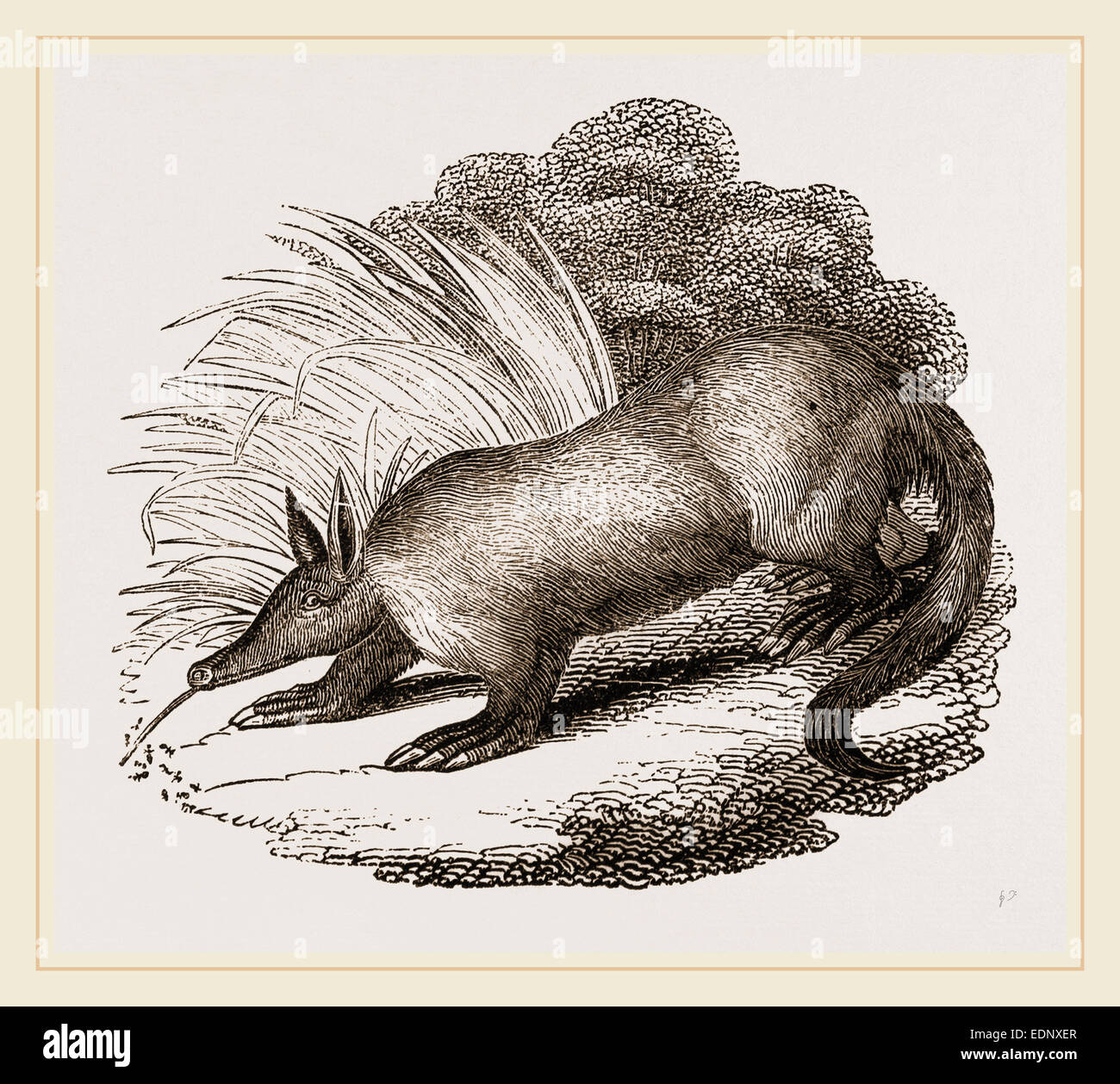 Aard hi-res stock photography and images - Alamy