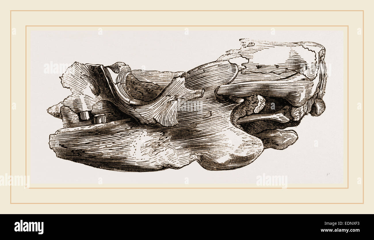 Skull scelidotherium hi-res stock photography and images - Alamy