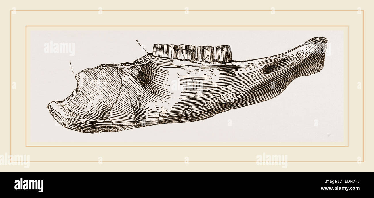 Lower Jaw of Mylodon Right branch Stock Photo - Alamy