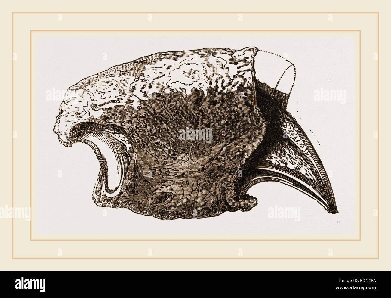 Ungueal hi-res stock photography and images - Alamy