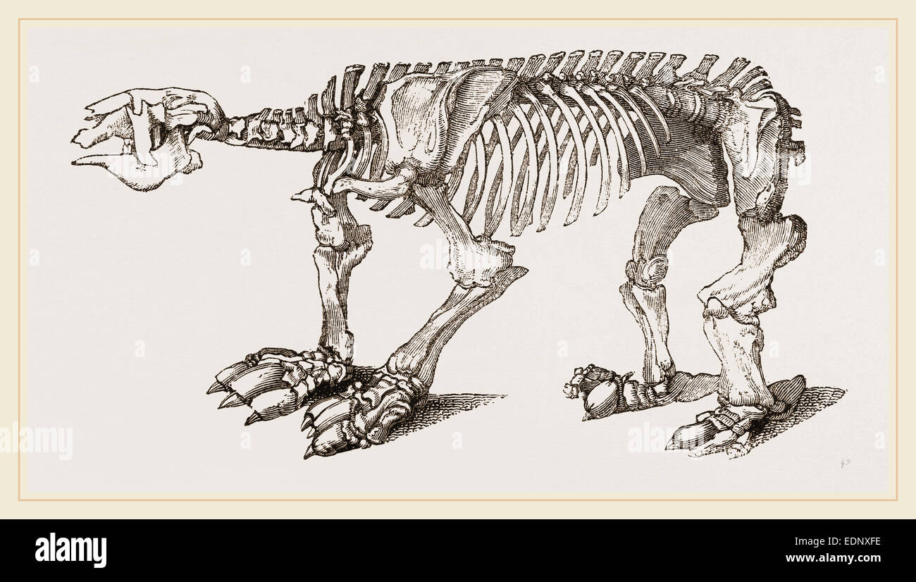 Megatherium hi-res stock photography and images - Alamy