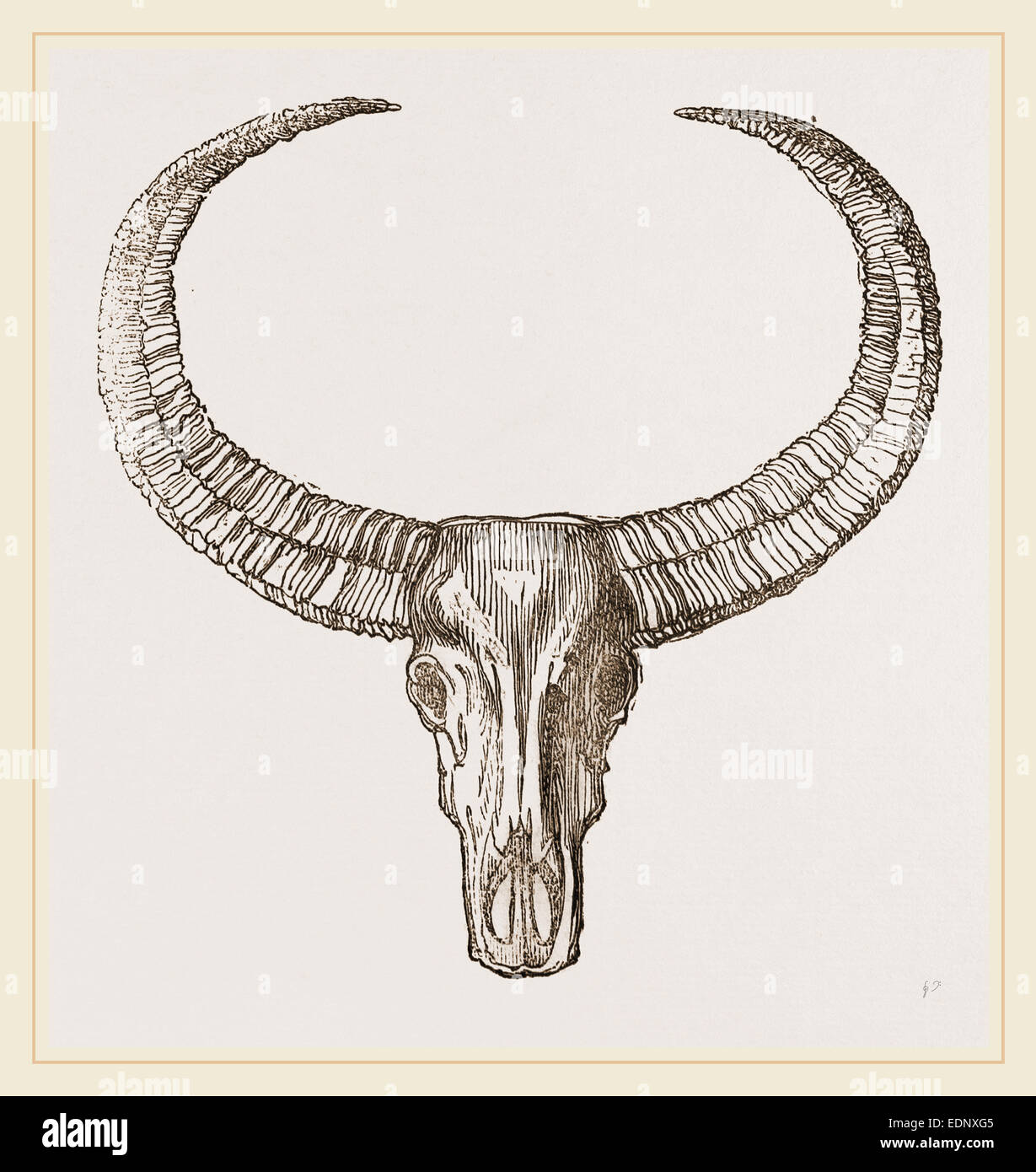 Horns of Arnee Stock Photo - Alamy