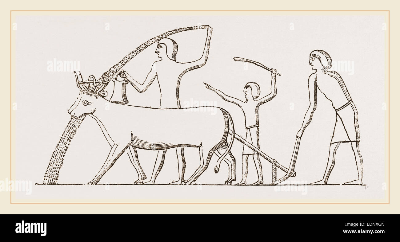 Ancient Egyptian Ploughing, Egypt Stock Photo - Alamy
