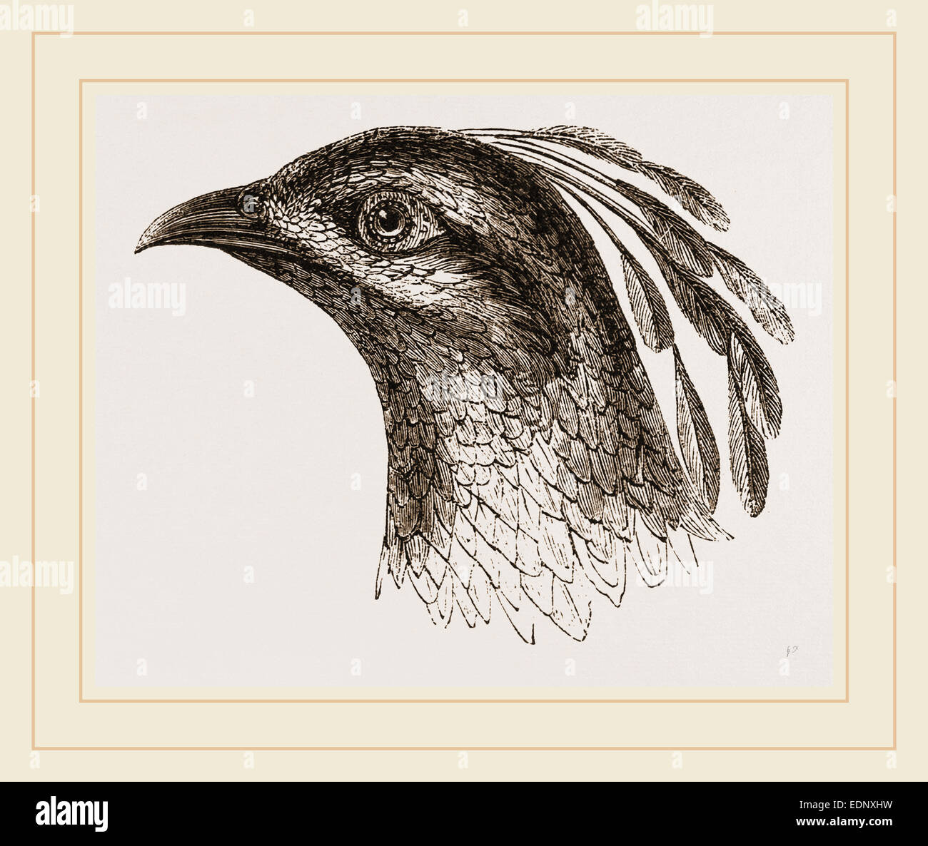 Head of Impeyan Pheasant Stock Photo - Alamy