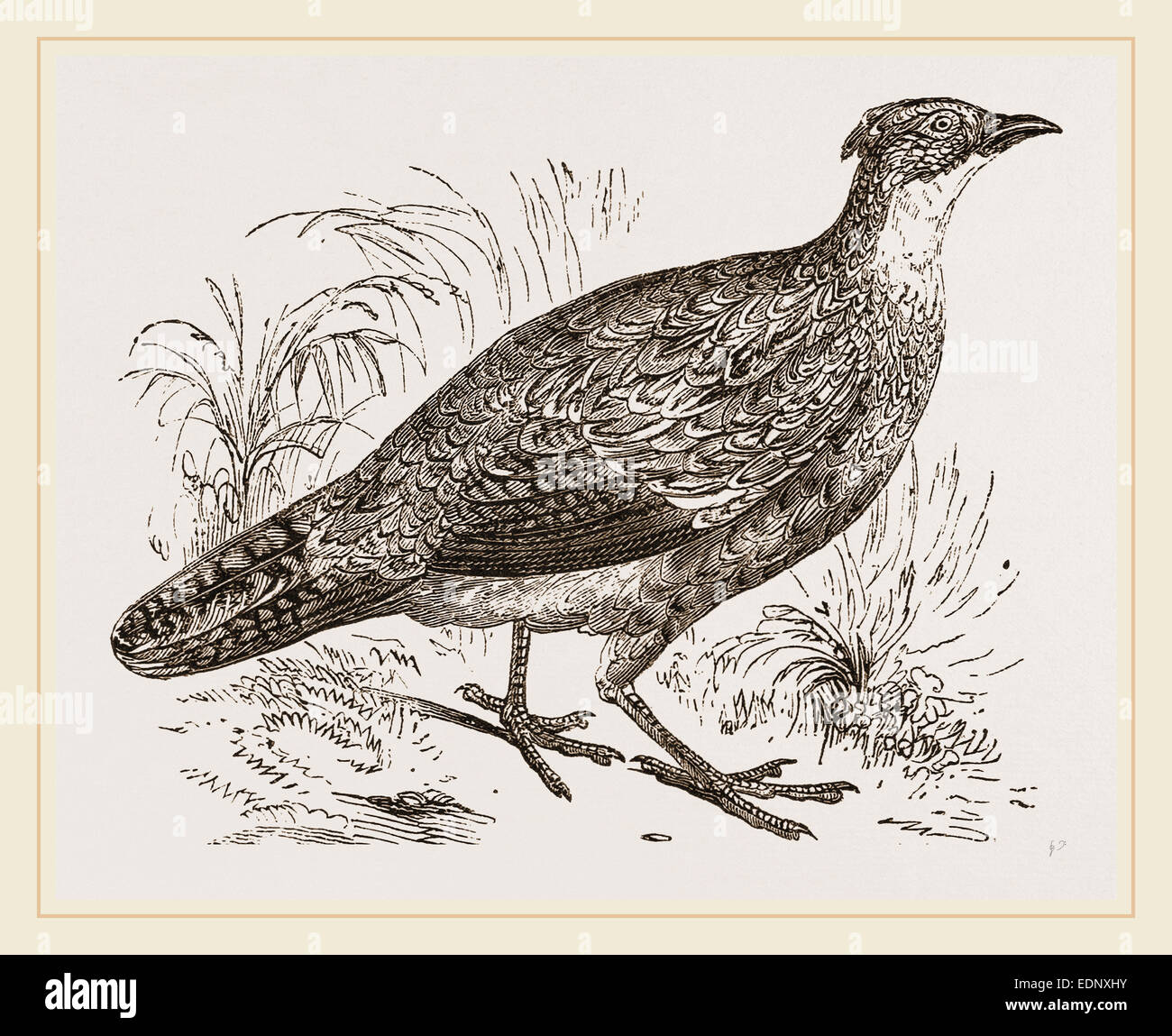 Impeyan Pheasant Female