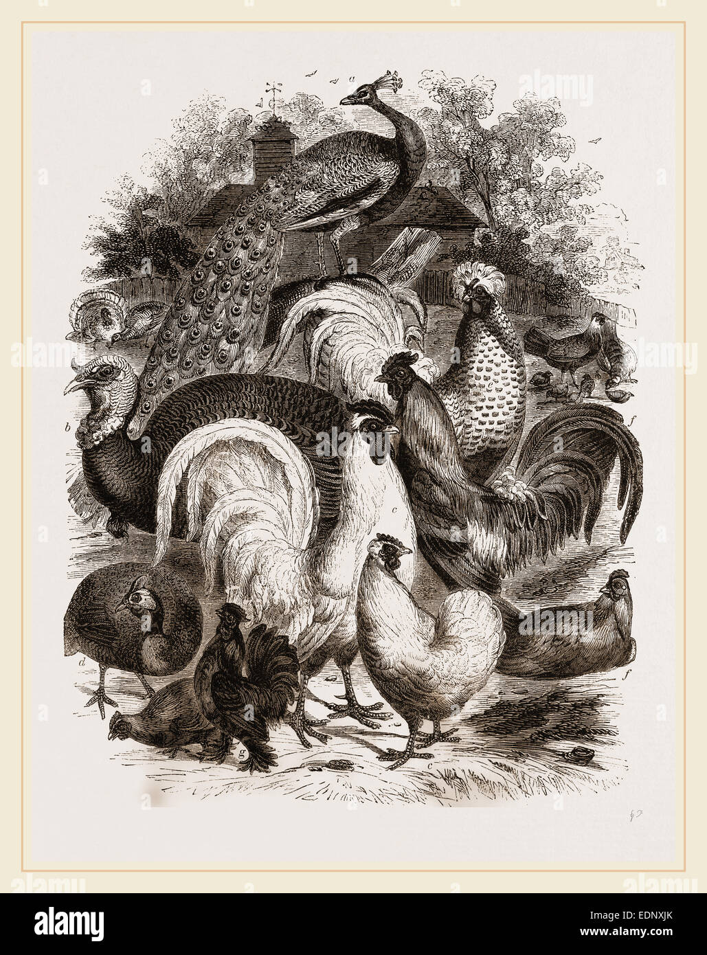 Group of Domestic Poultry Stock Photo - Alamy