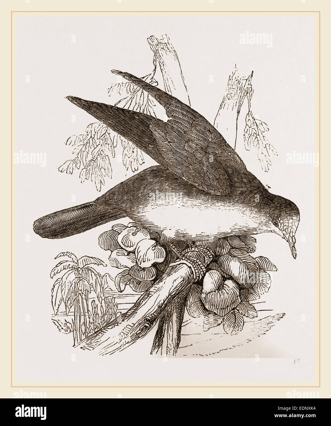 Brown backed peristera hi-res stock photography and images - Alamy