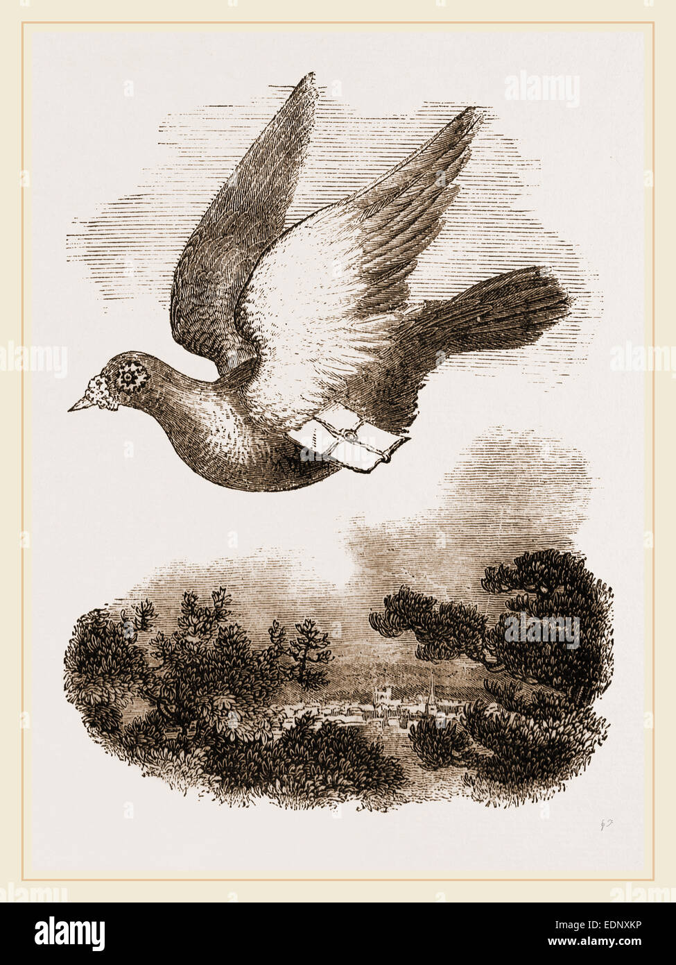 Carrier pigeon hi-res stock photography and images - Alamy