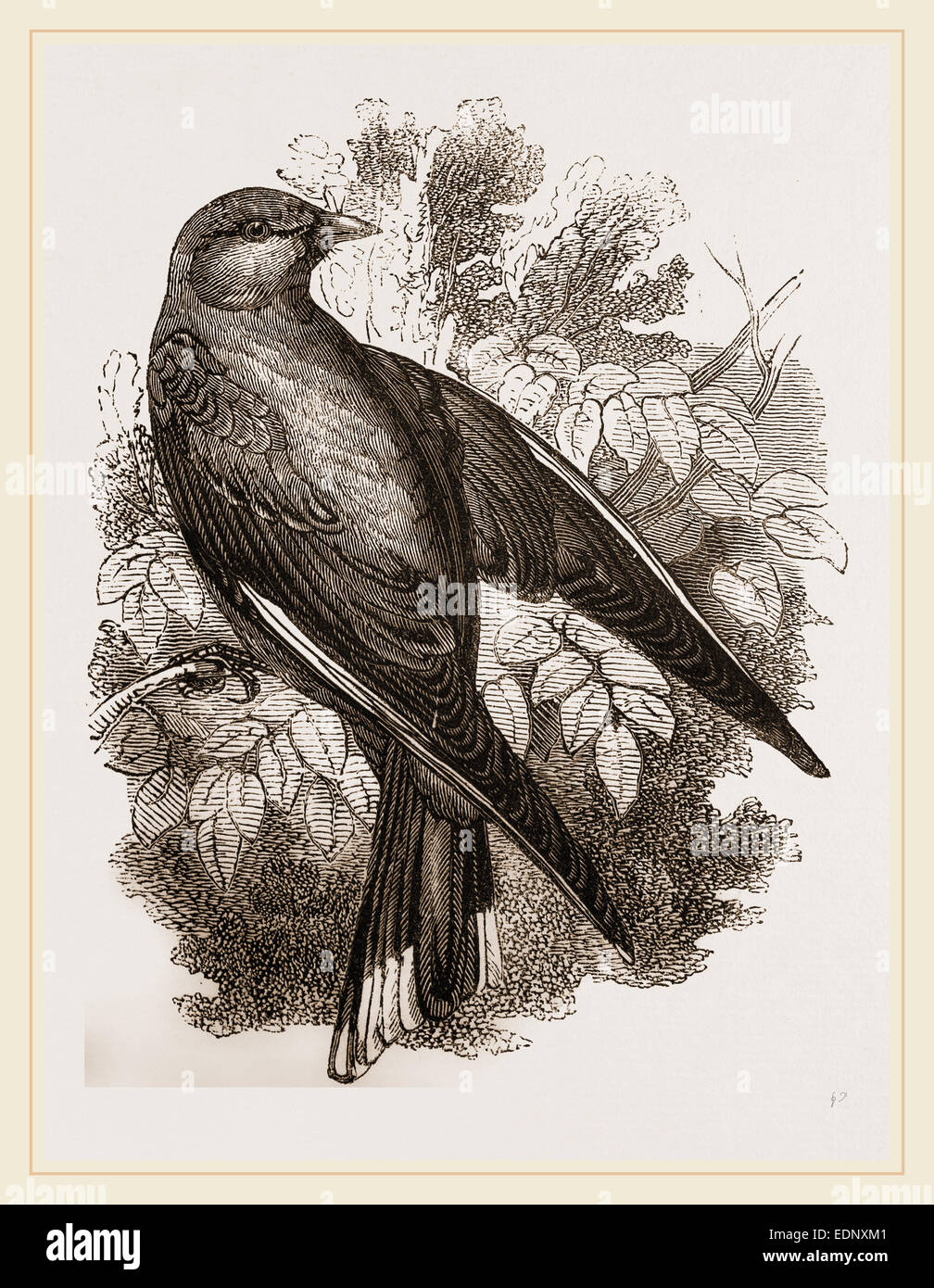 Common wood swallow hi-res stock photography and images - Alamy