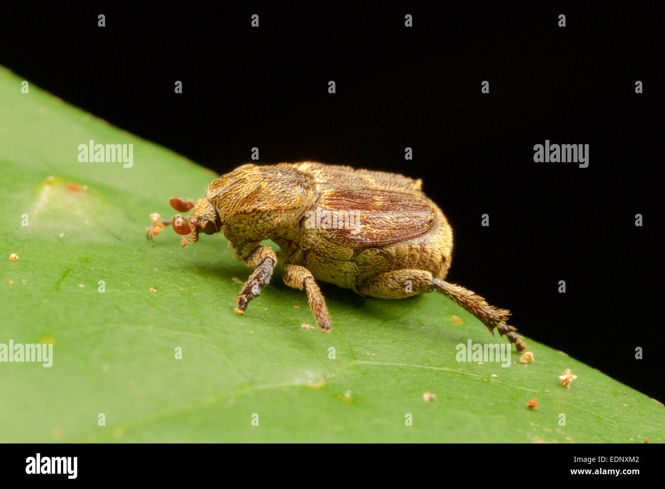 Adoretus hi-res stock photography and images - Alamy