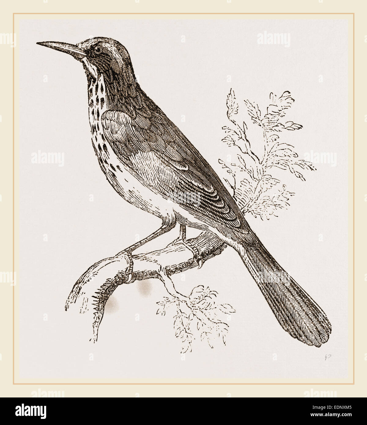 Honeysucker High Resolution Stock Photography and Images - Alamy