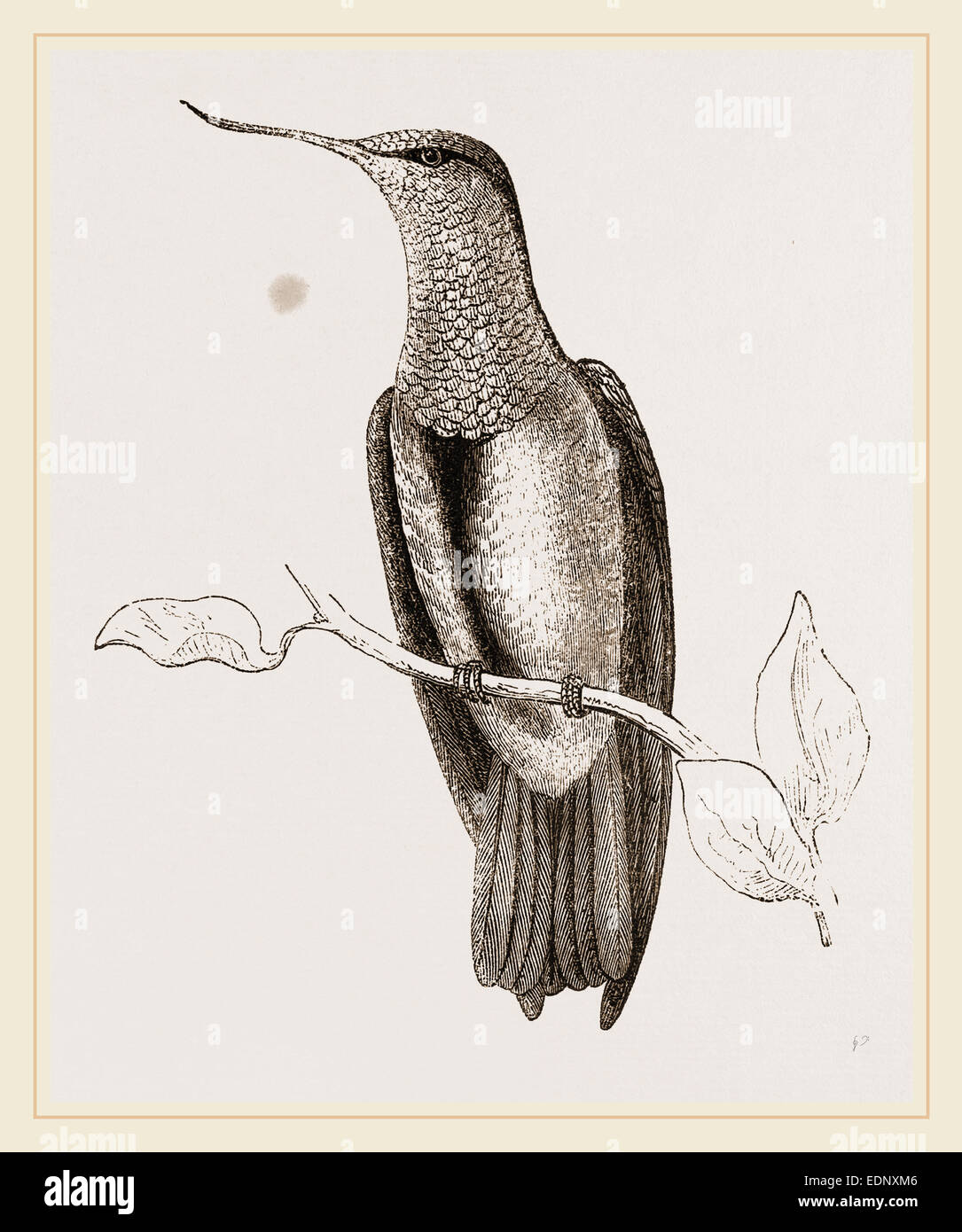 Recurved bill humming bird hi-res stock photography and images - Alamy