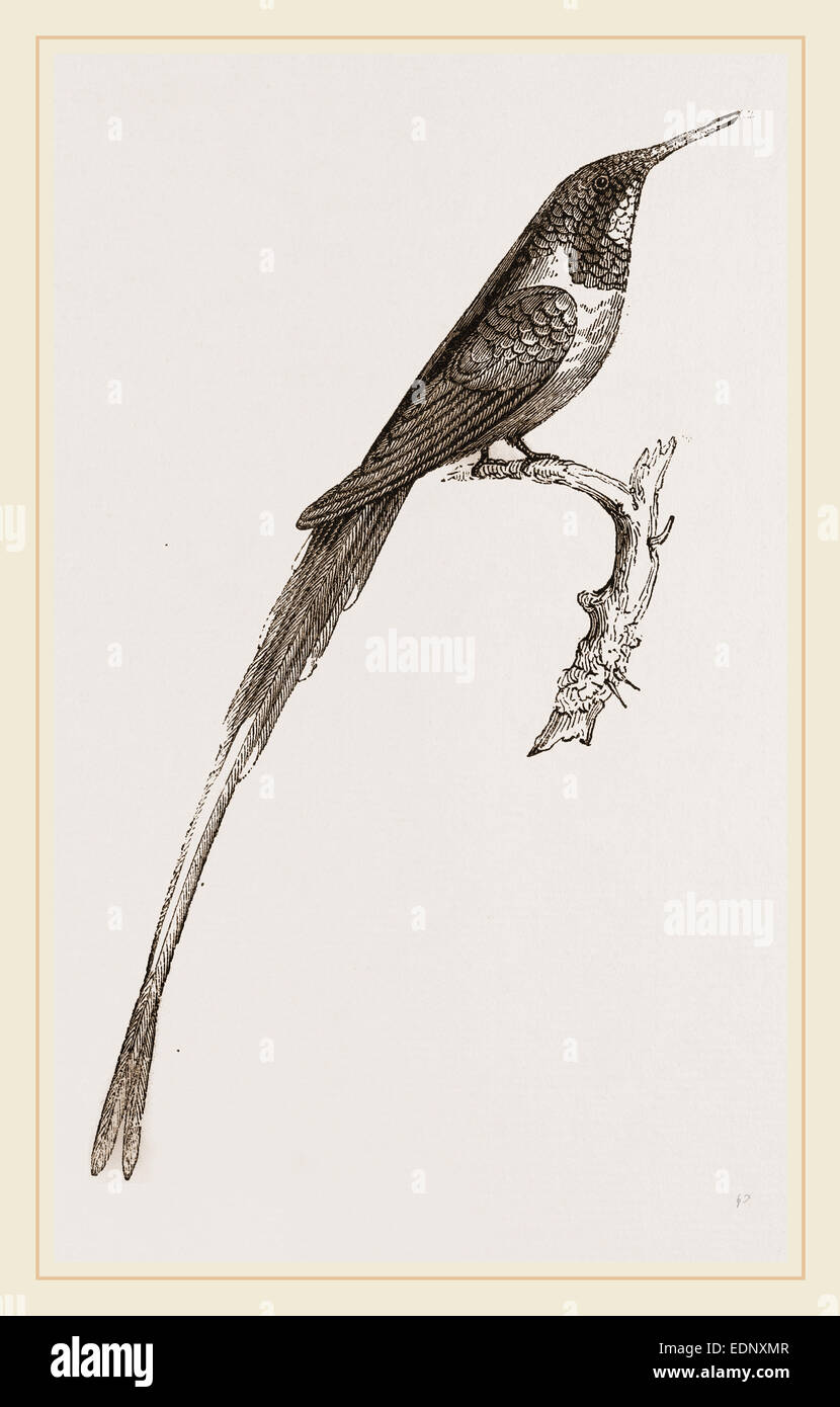 Cora hi-res stock photography and images - Alamy