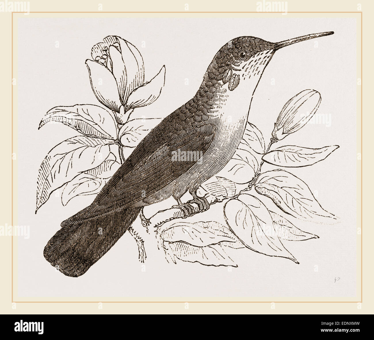 Humming hi-res stock photography and images - Alamy