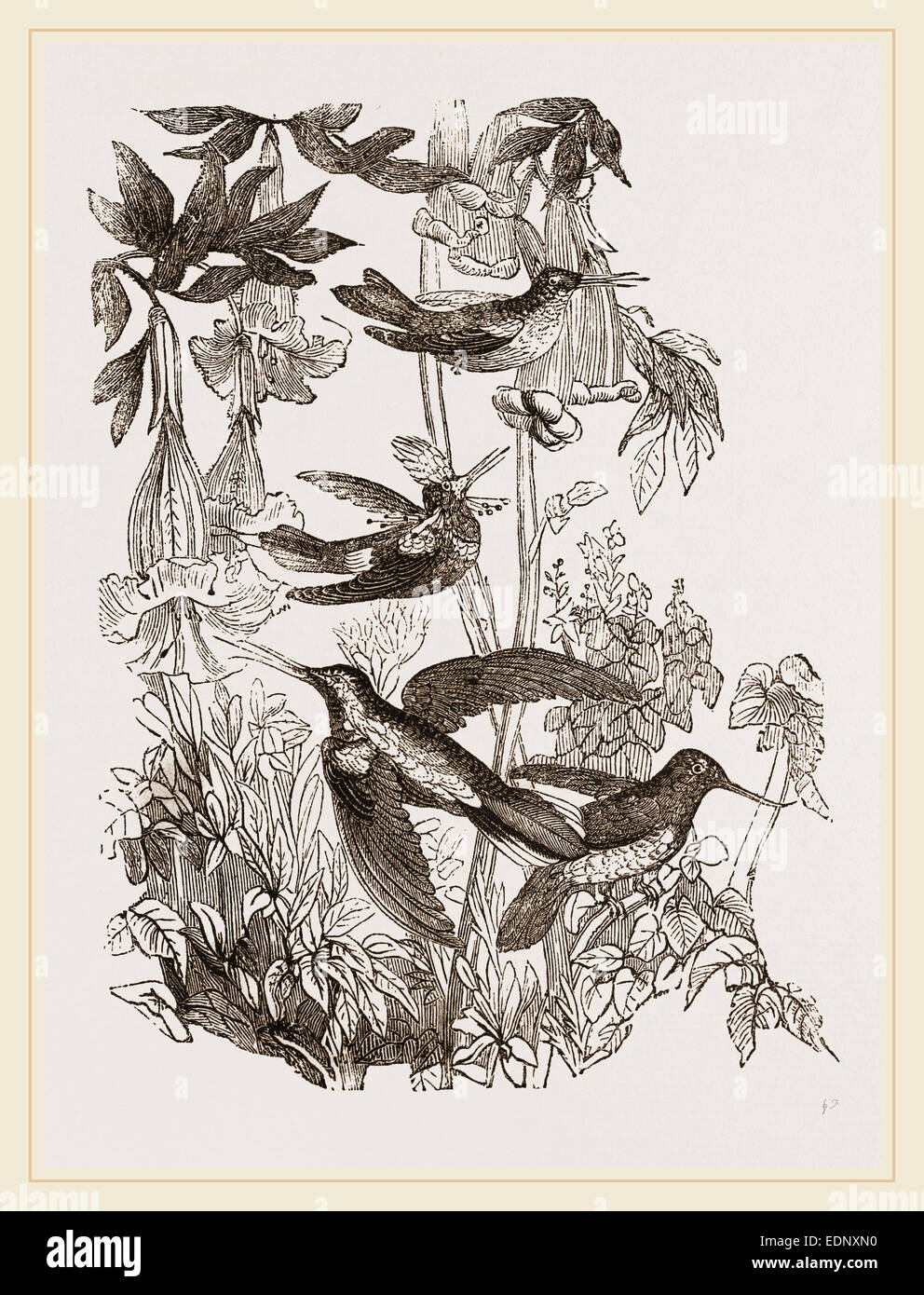 Group of Humming-birds Stock Photo - Alamy