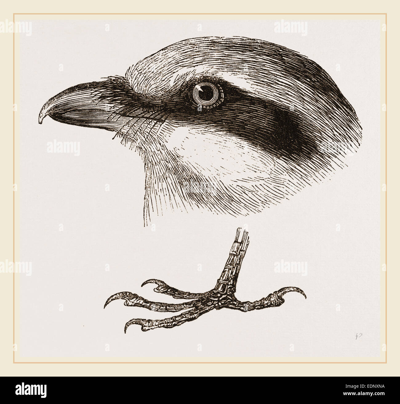 Butcher bird hi-res stock photography and images - Alamy