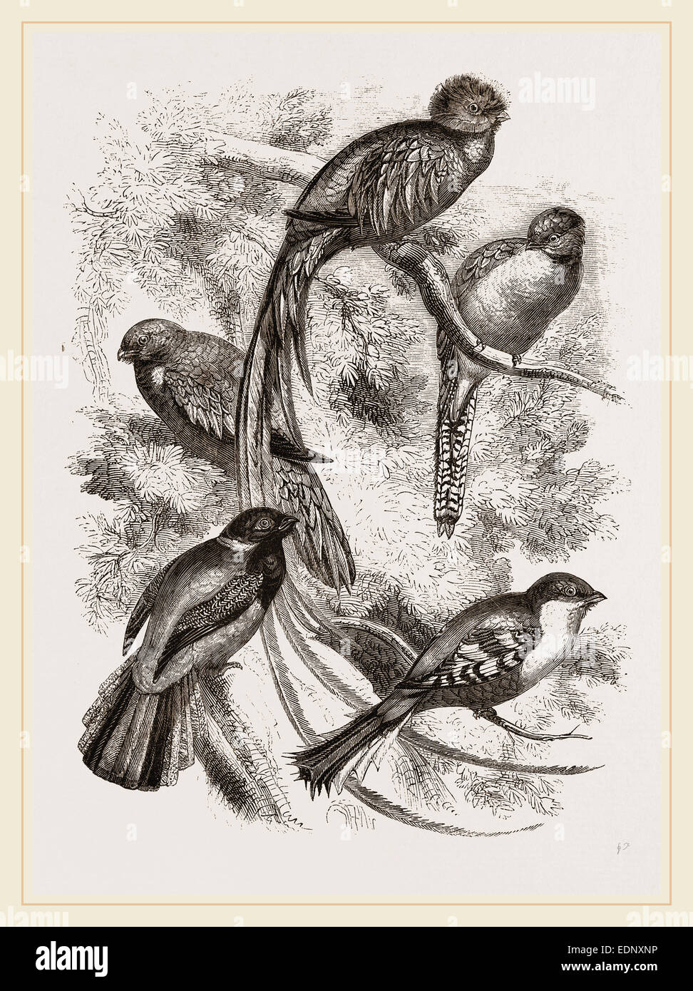 Group of Trogons Stock Photo - Alamy