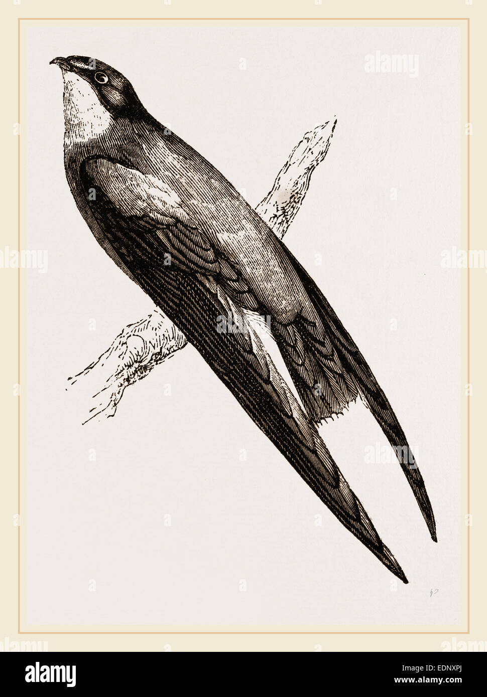 Long winged swift hi-res stock photography and images - Alamy