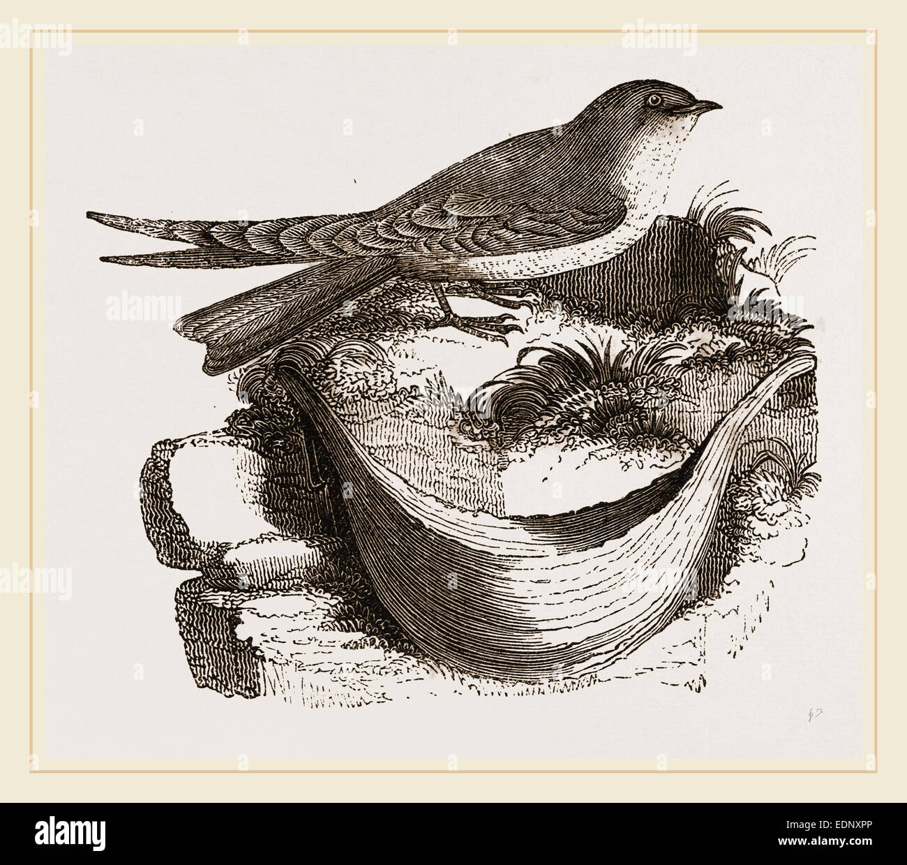 Esculent Swallow and Nest Stock Photo - Alamy