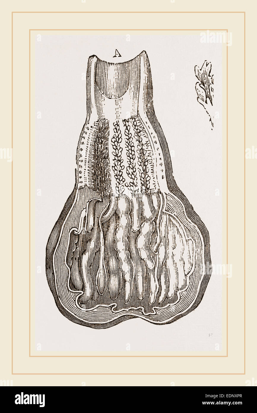 Glands of Stomach in Birds Stock Photo - Alamy