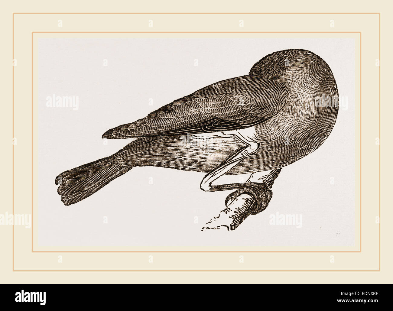 Asleep bird hi-res stock photography and images - Alamy