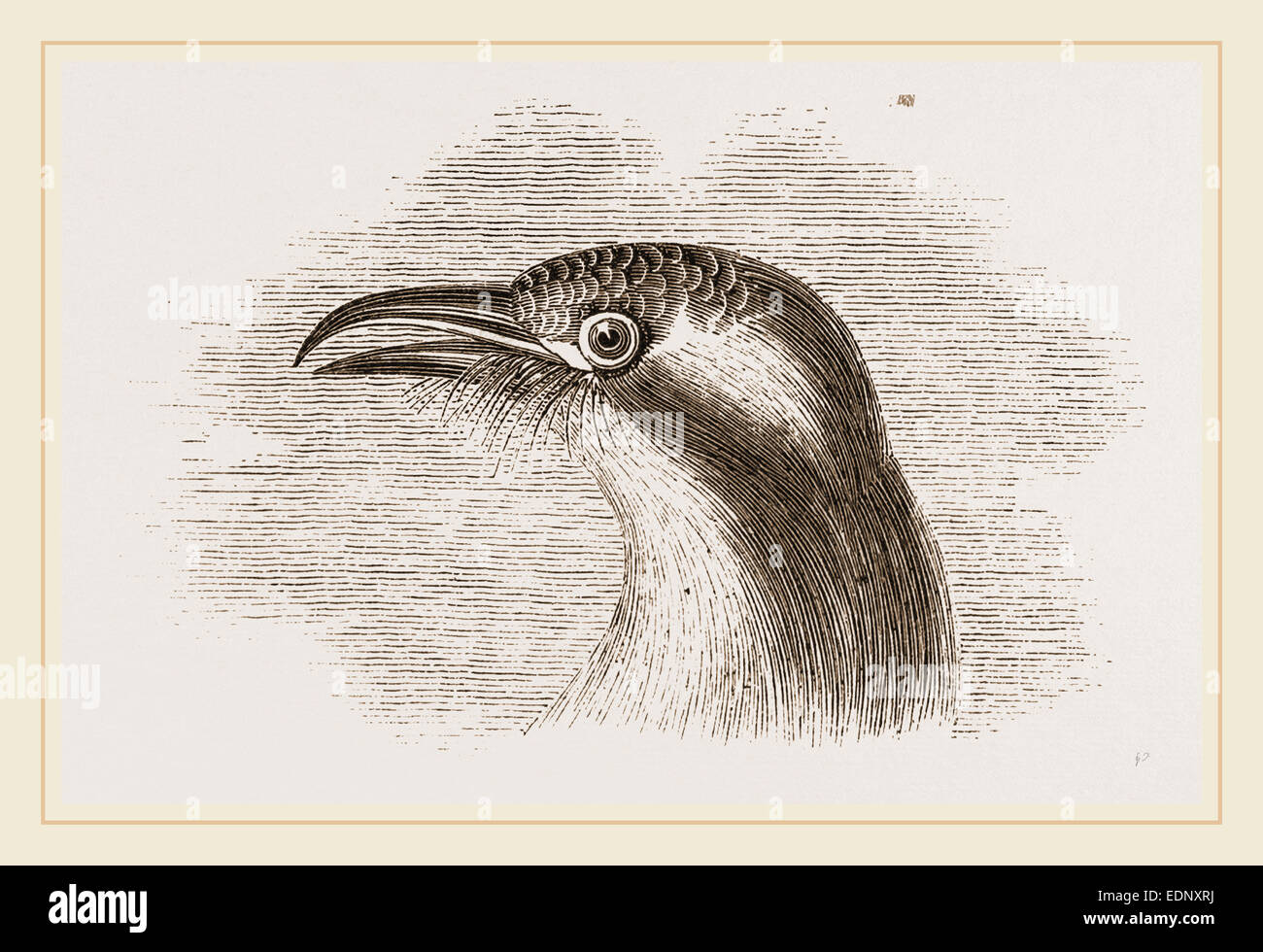 Head of Roller showing the Vibrissae Stock Photo - Alamy