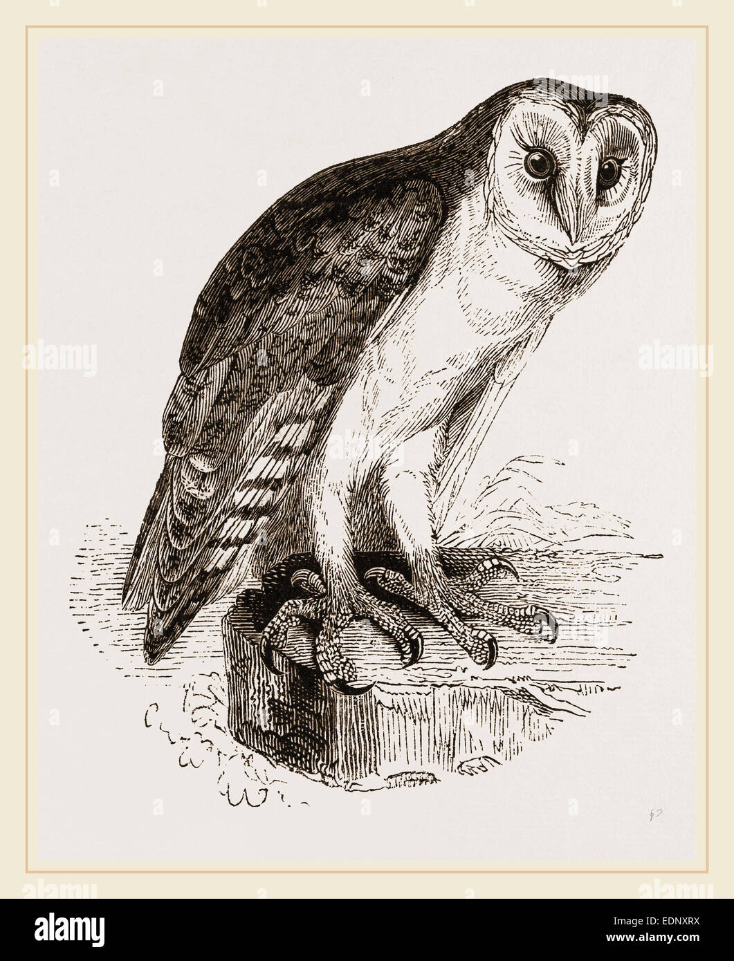 Owl biology hi-res stock photography and images - Alamy
