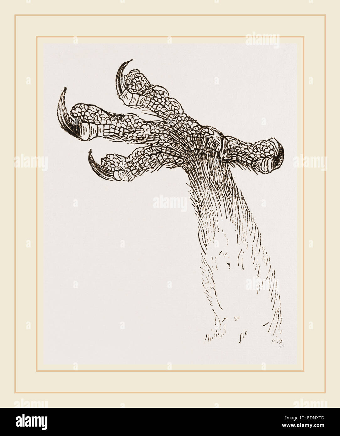 Foot of barn owl Stock Photo - Alamy