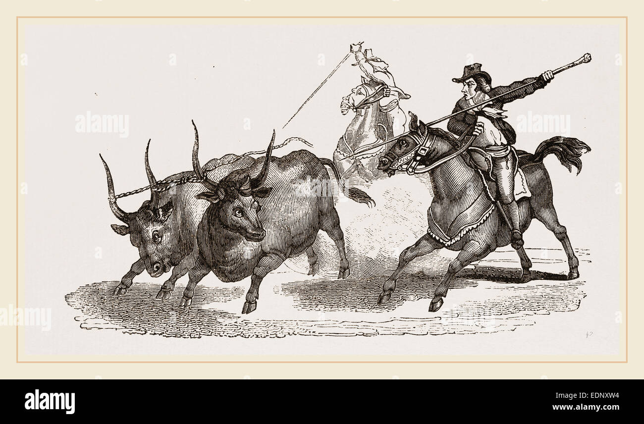 Driving Wild Cattle in the Maremma Italy Stock Photo - Alamy