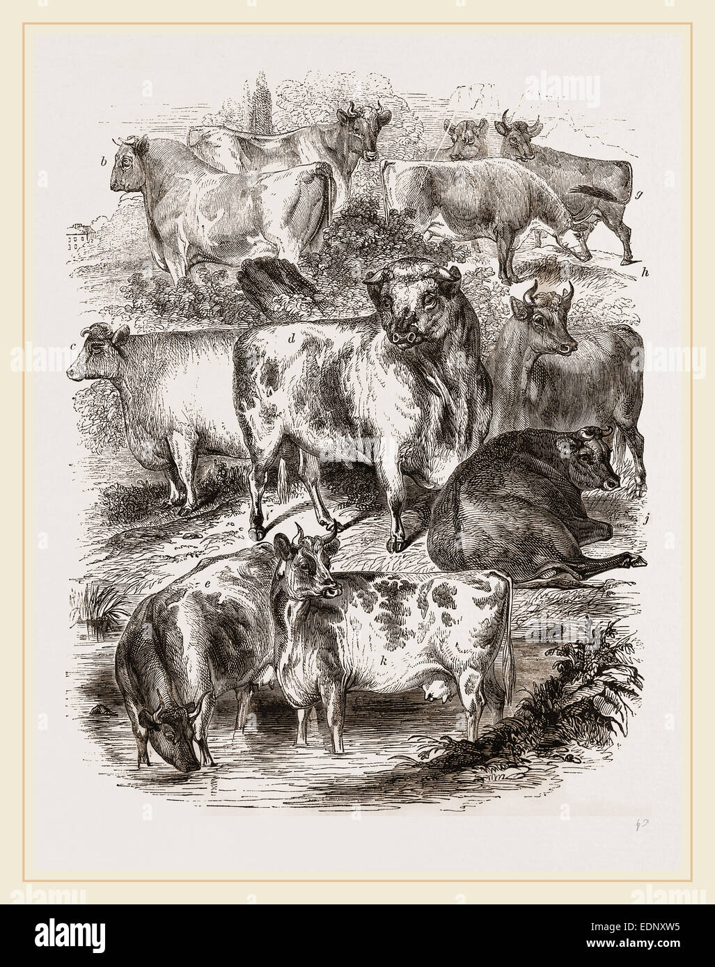 English Short-horned Cattle Stock Photo - Alamy