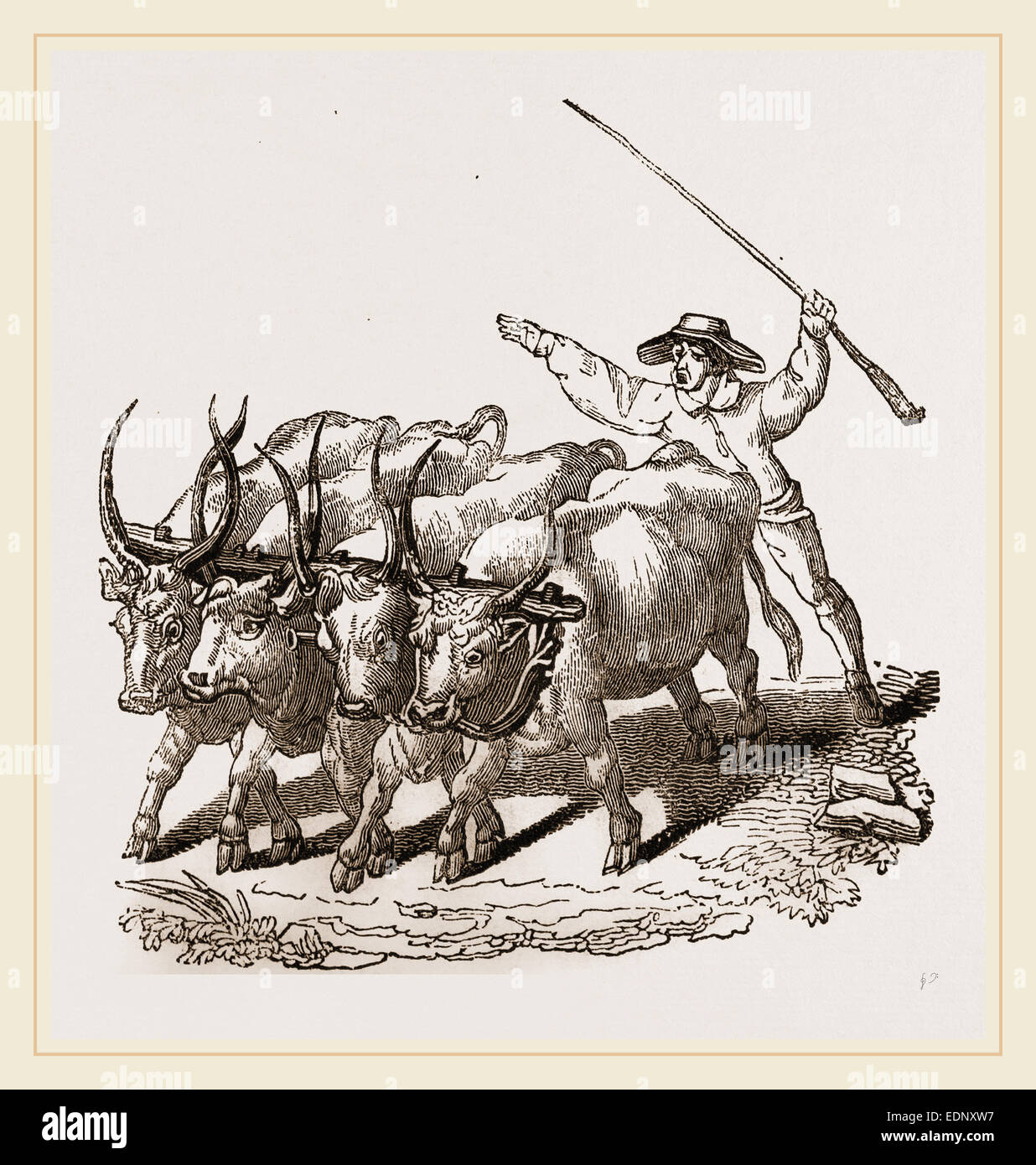 Driving Wild Cattle Stock Photo - Alamy