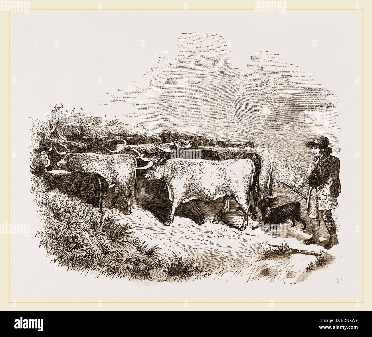 Cattle and Drover Stock Photo - Alamy