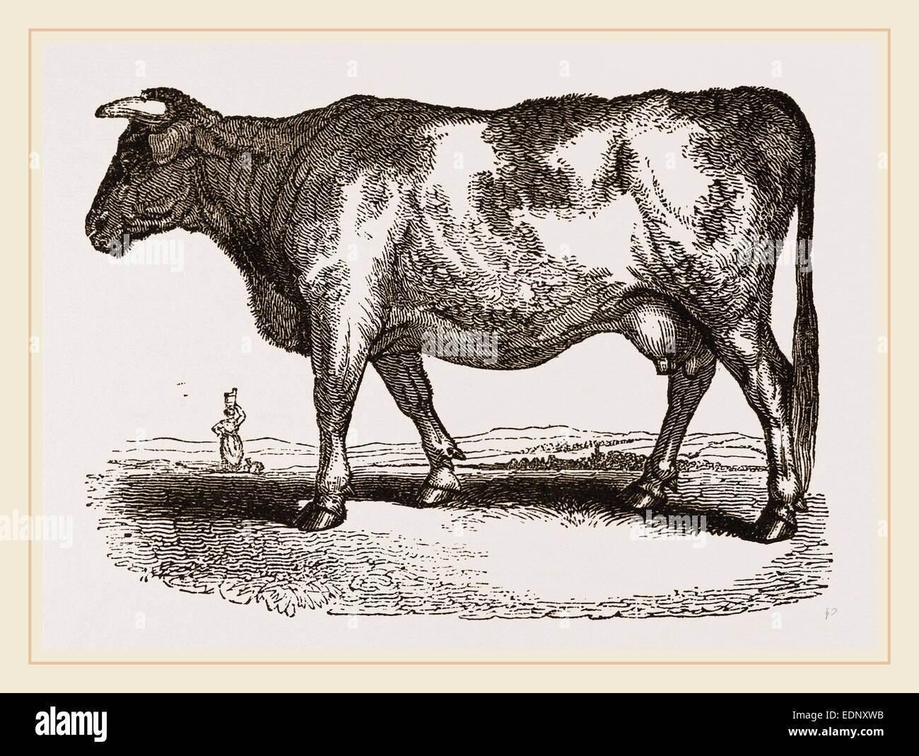Yorkshire cow hi-res stock photography and images - Alamy