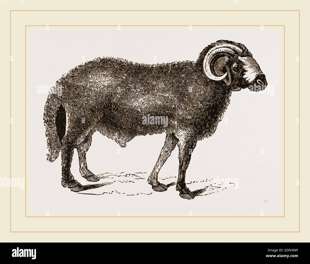 Fat tailed sheep hi-res stock photography and images - Alamy