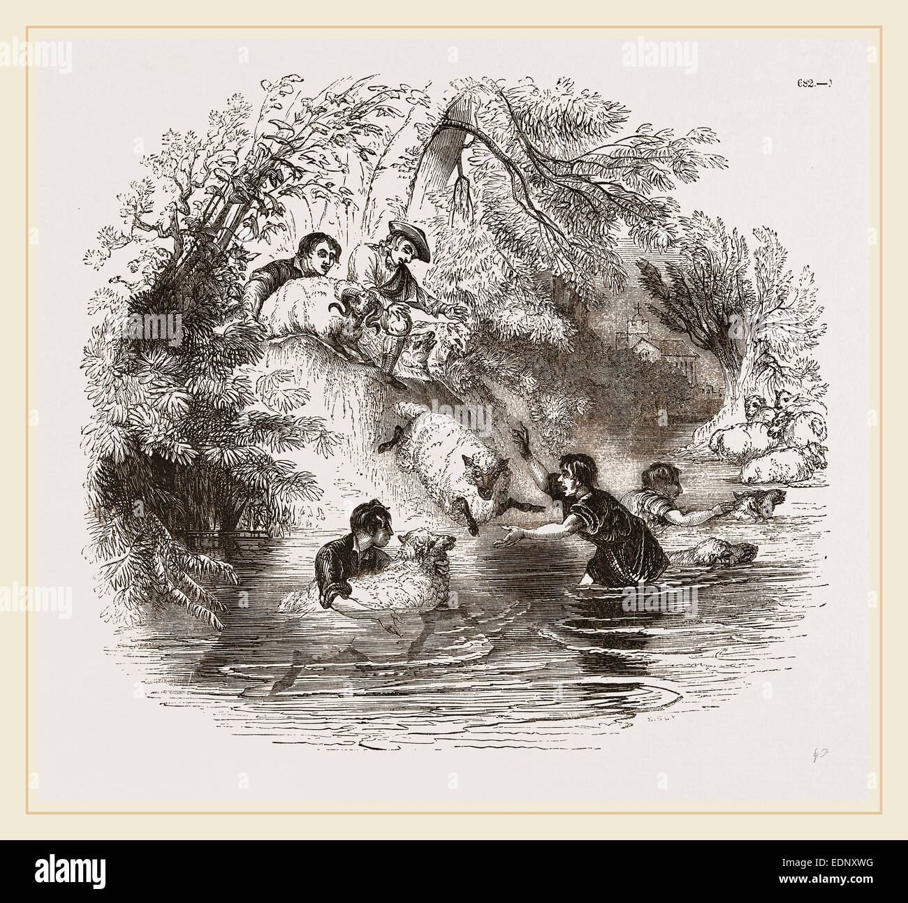 Sheep washing hi-res stock photography and images - Alamy