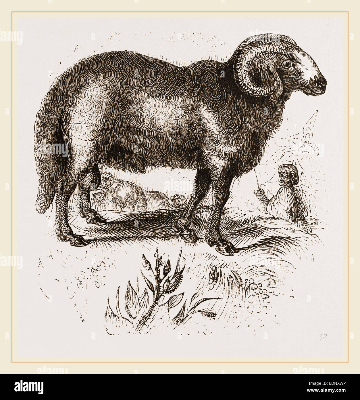 Fat-tailed Sheep of Syria Stock Photo - Alamy