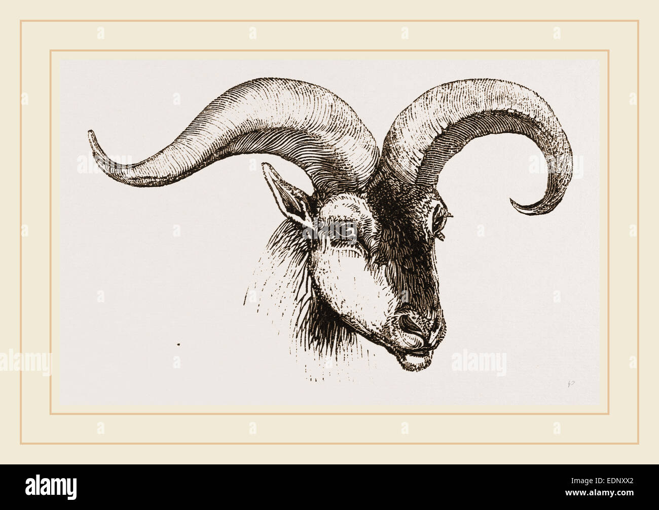 Argali hi-res stock photography and images - Alamy