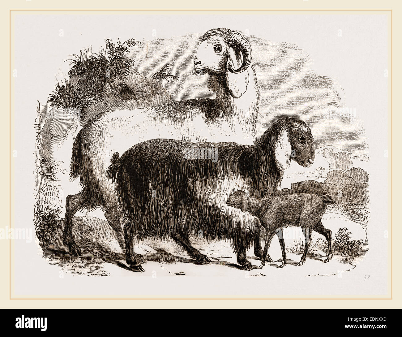 Long-eared Syrian Goats Stock Photo - Alamy